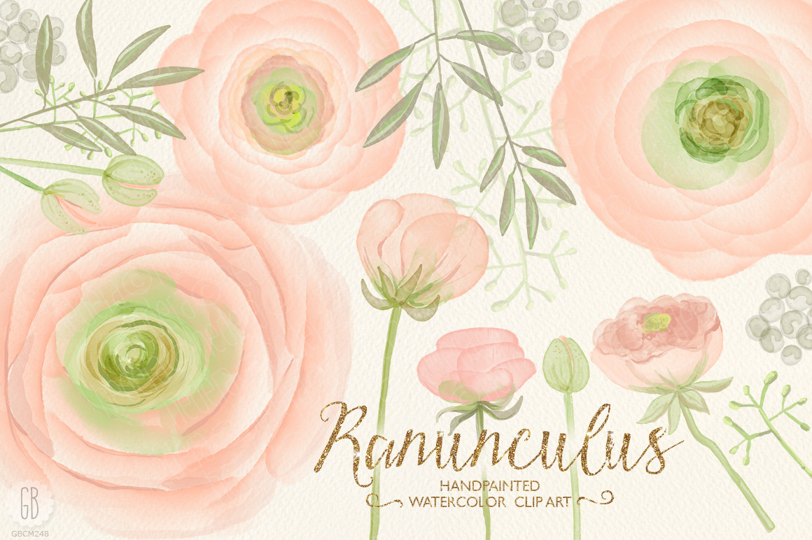 Watercolor ranunculus, blush pink, an Illustration by GrafikBoutique