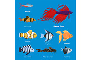 Exotic tropical aquarium fish different colors underwater ocean species ...
