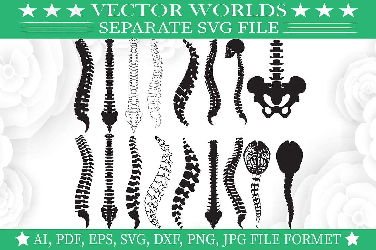 Anatomy Spine Svg, Anatomy Svg, an Object Graphic by VectorWorlds