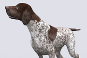 3DRT - Animals - Dog Pointer, an Animal 3D Model by 3DRT.com