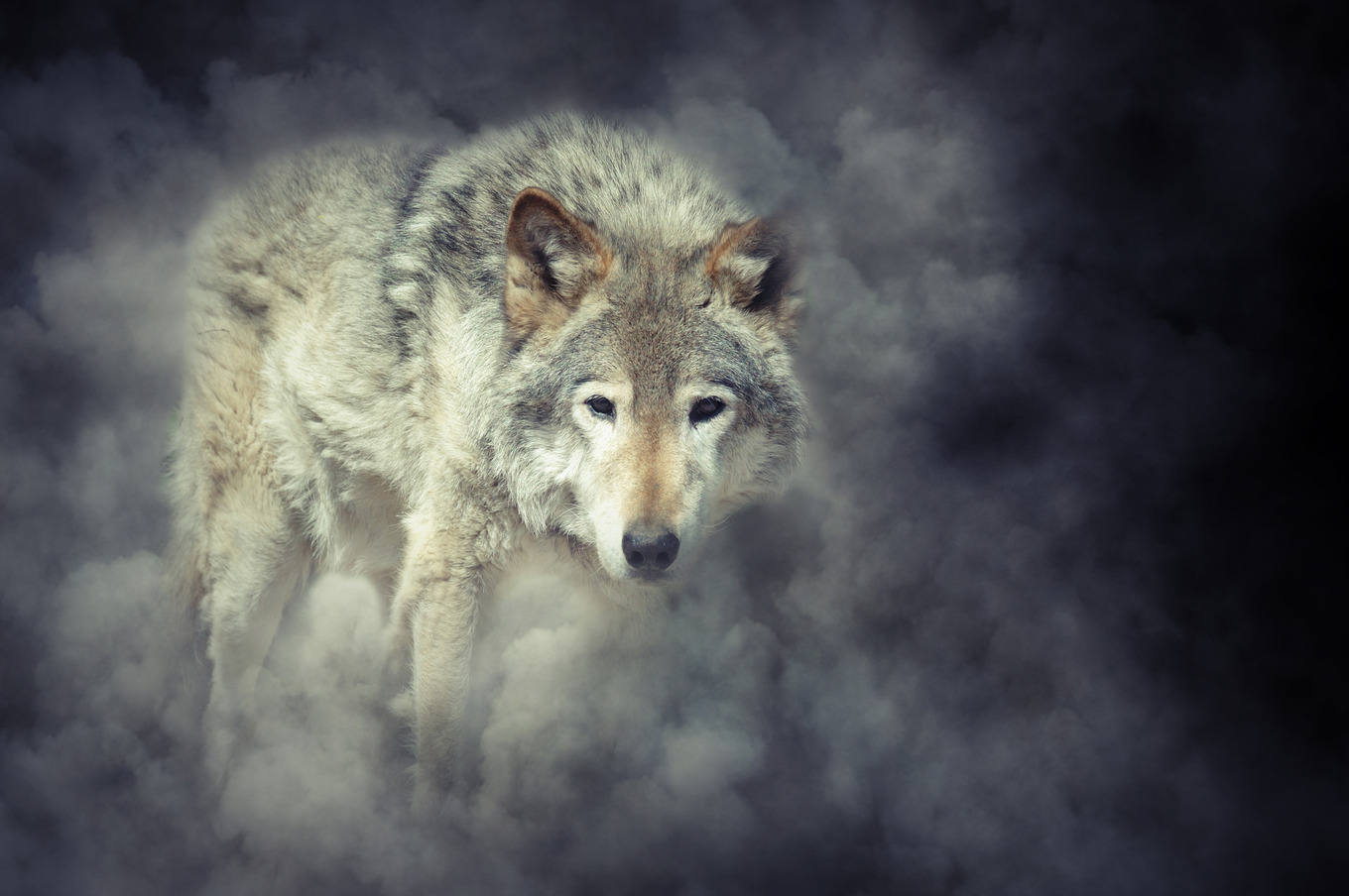 Animal in smoke featuring smoke, fog, and fire, an Animal Photo by ...