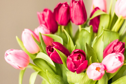Blossoming tulips containing flower, tulip, and blooming | Nature Stock ...
