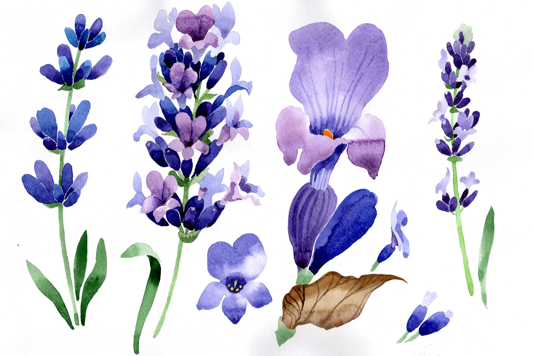Purple lavender flowers PNG set, a Seasonal Illustration by ...