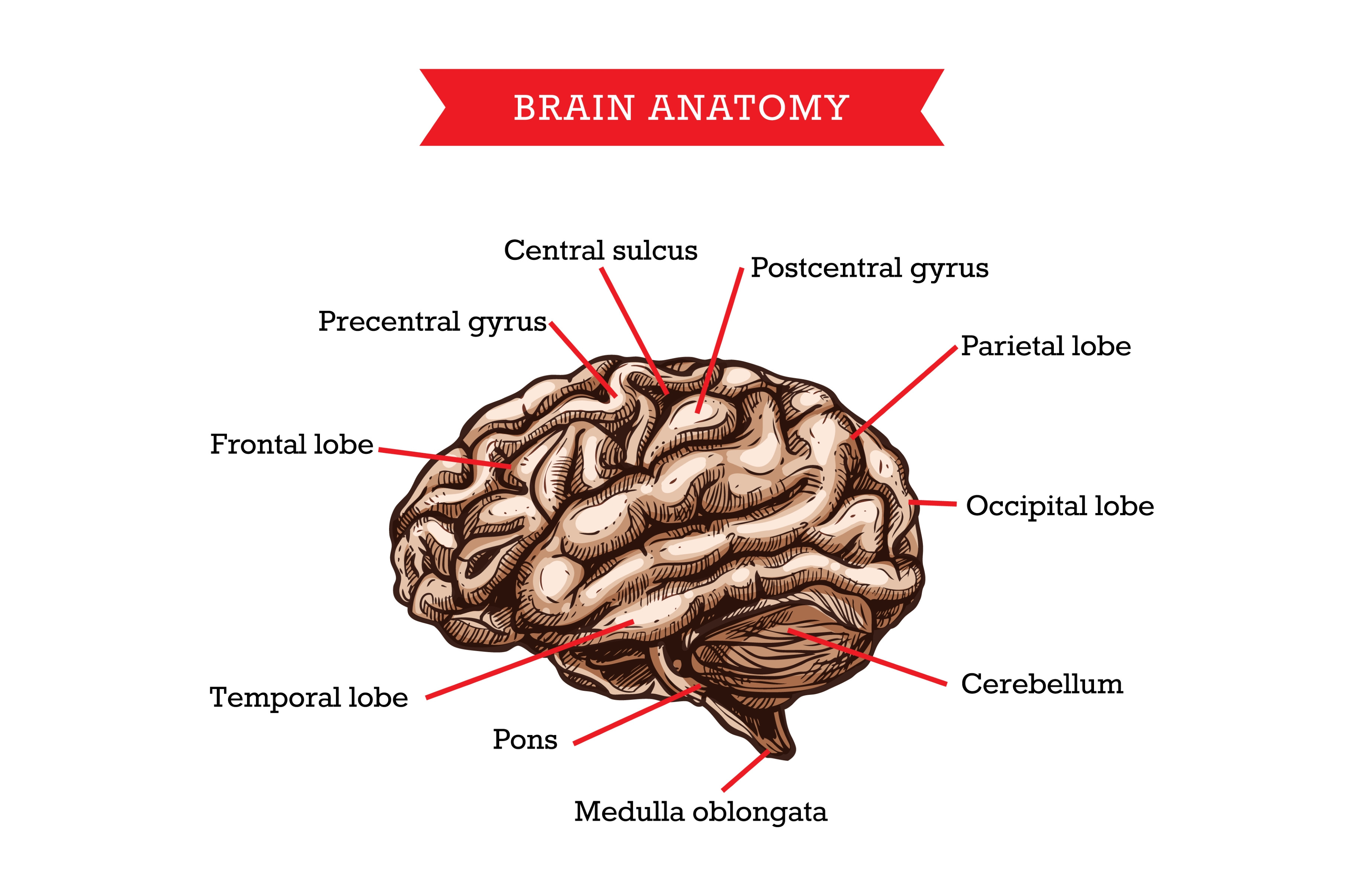 Human brain anatomy, vector, a Healthcare Illustration by Vector Tradition