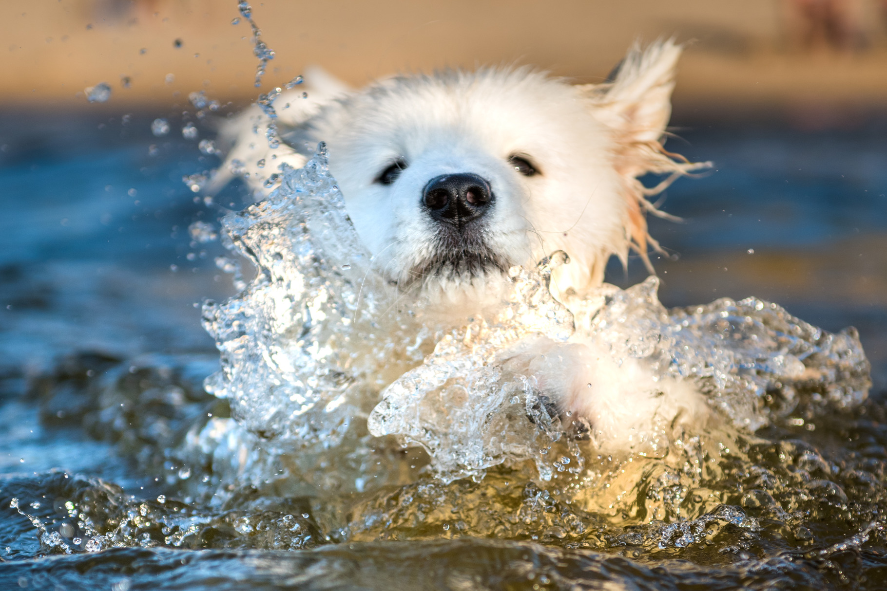 White dog samoyed swims in the water featuring dog, beach, and happy ...