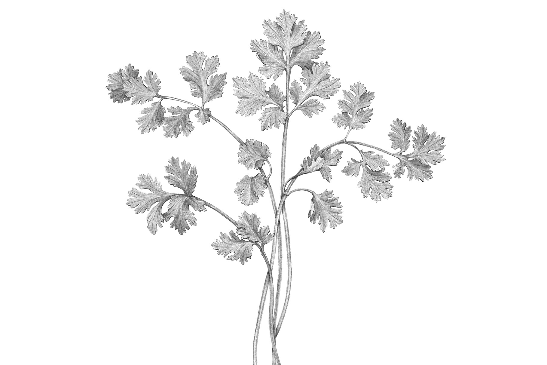 Cilantro Pencil Drawing, a Food Illustration by Anna Repp Illustration