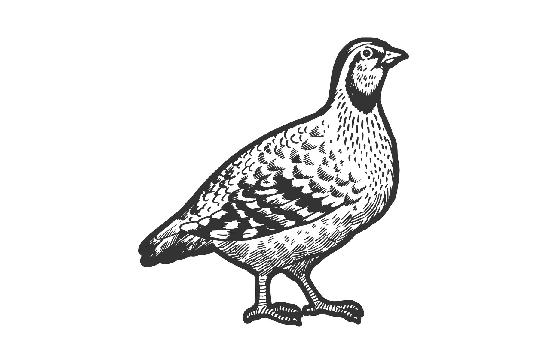 Partridge bird sketch engraving | Animal Illustrations ~ Creative Market