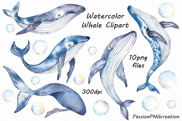 Watercolor Whale Clipart, an Animal Illustration by PassionPNGcreation