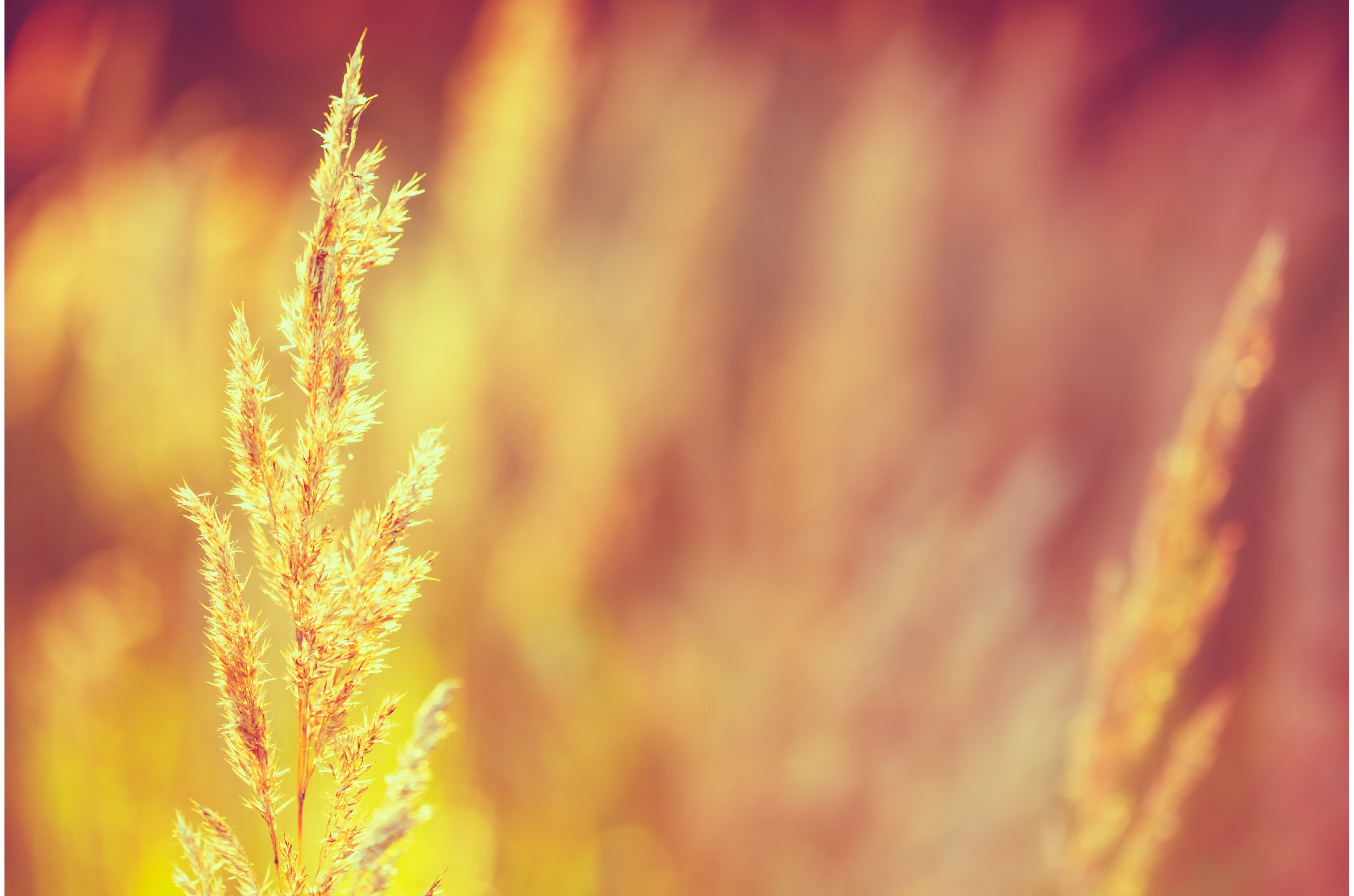 Dry Red Grass Field Meadow, a Nature Photo by Our Amazing World