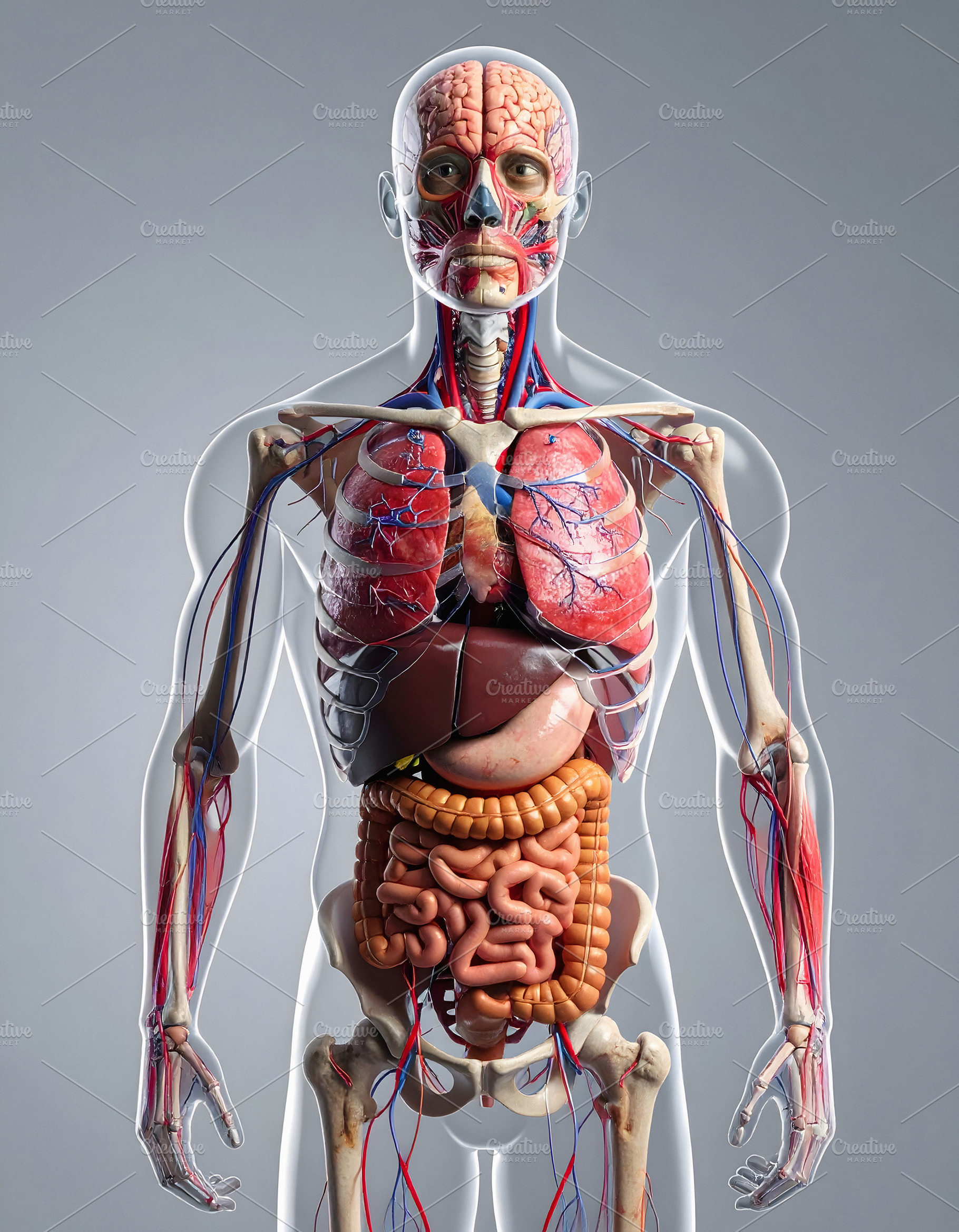 Internal organs of human anatomy medical biology diagram, a Health ...