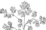 Cilantro Pencil Drawing, a Food Illustration by Anna Repp Illustration