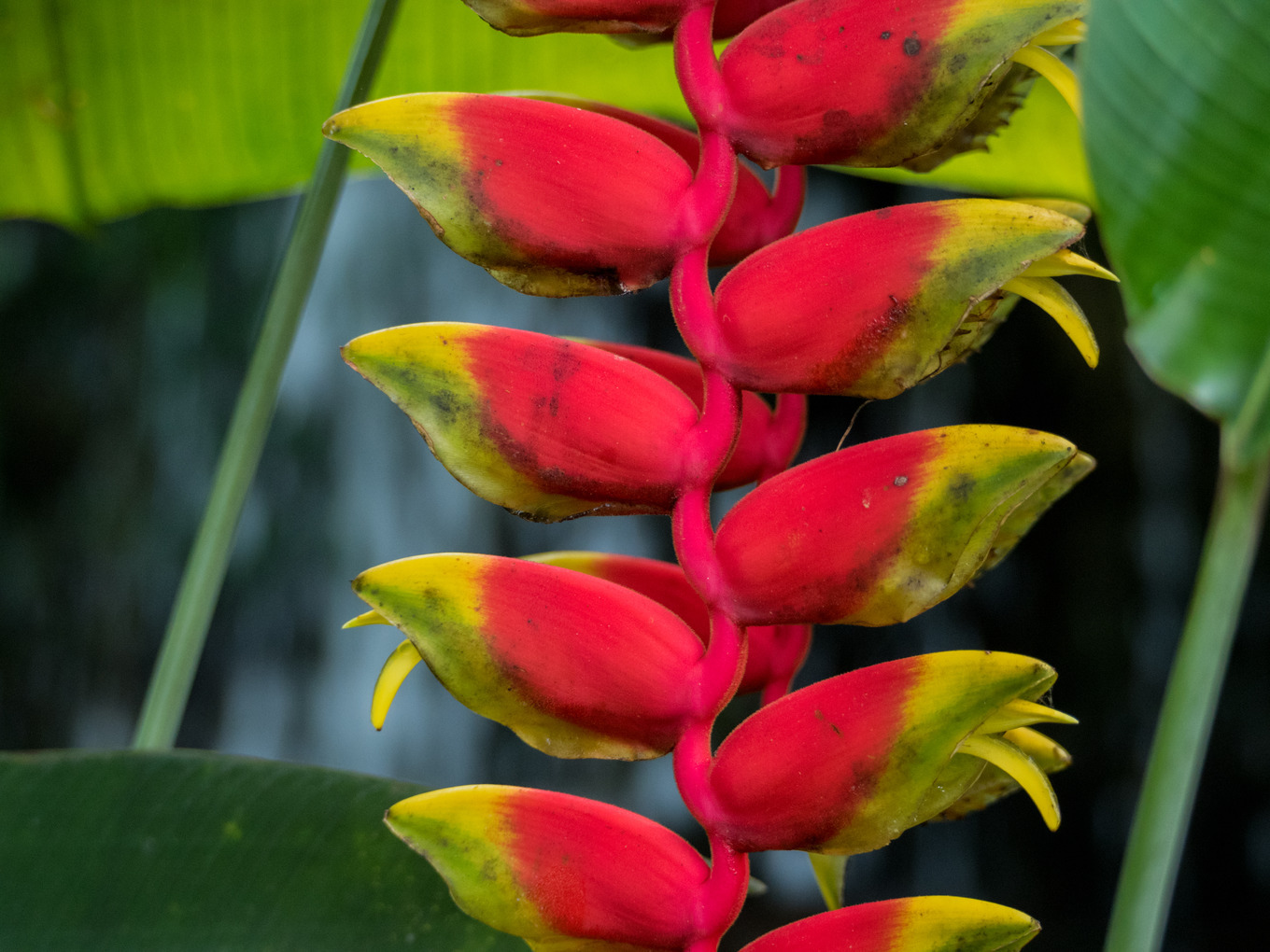 Lobster claw Heliconia rostrata, a Nature Photo by kseniasemirova