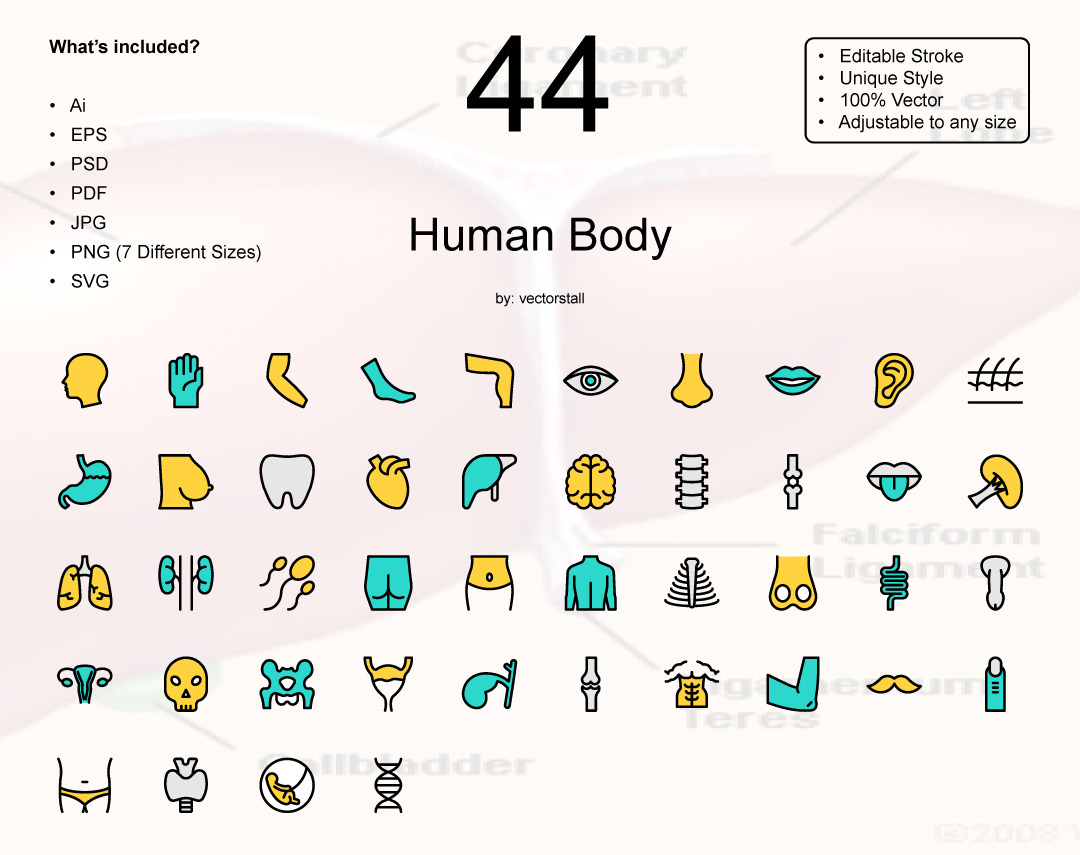 Human Body, an Icon by Vector Stall