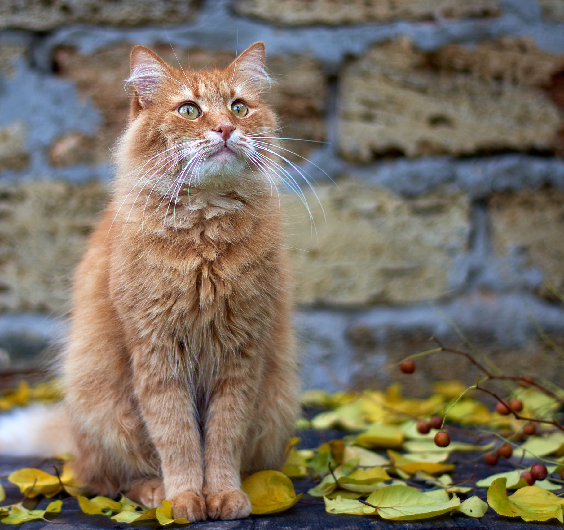 red cat sitting on a wooden surface, an Animal Photo by ndanko ...