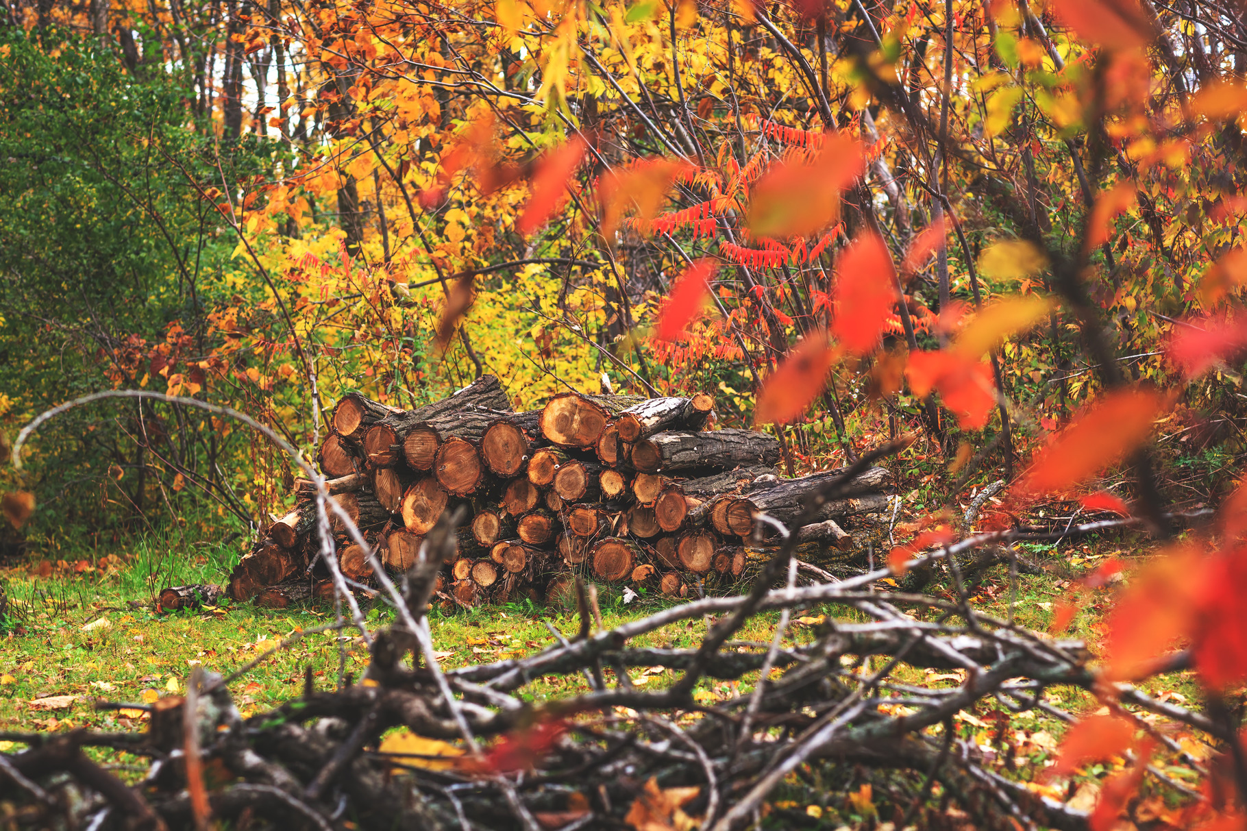 Pile of wood in autumn background, a Nature Photo by vmargineanu