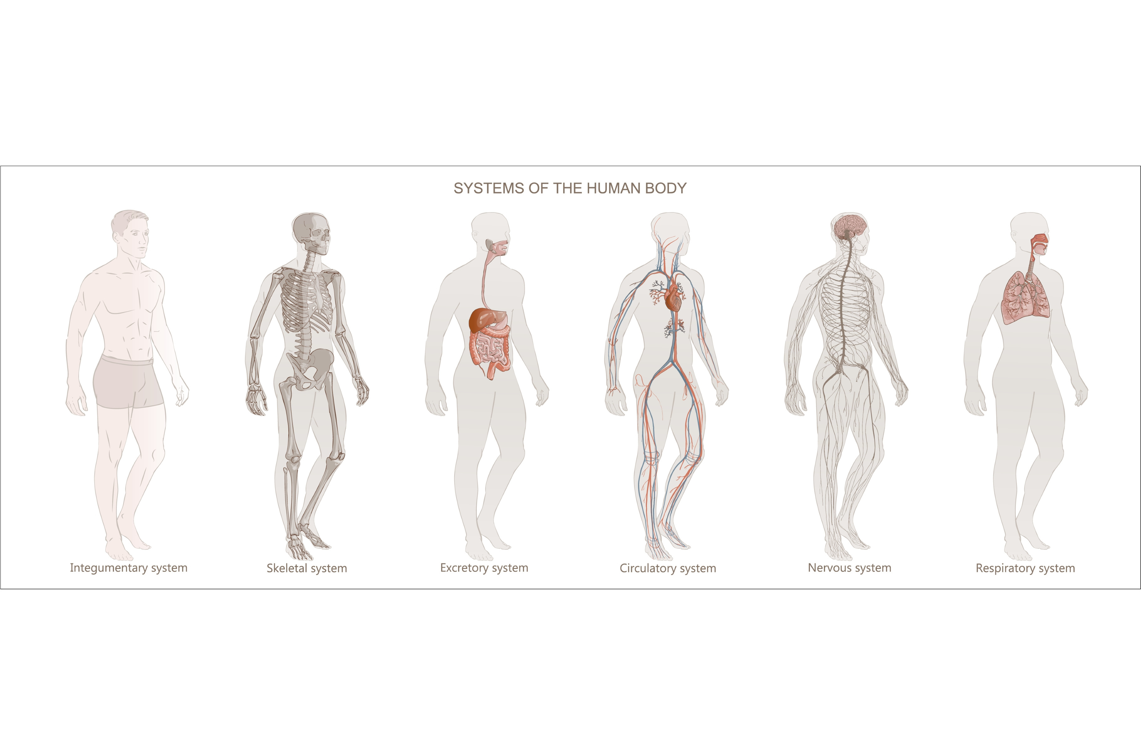 The illustration Human Body Systems, an Object Graphic by Alltruecolours