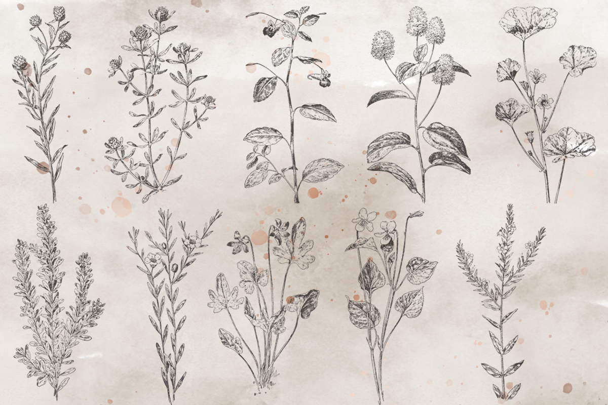 VintageVectorized-Wildflower Clipart, an Illustration by ThirdTryCharm