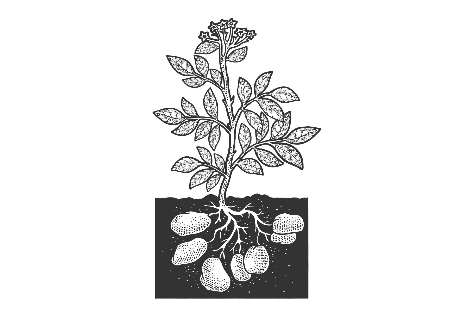 Potato plant sketch vector, a Food Illustration by AlexArt