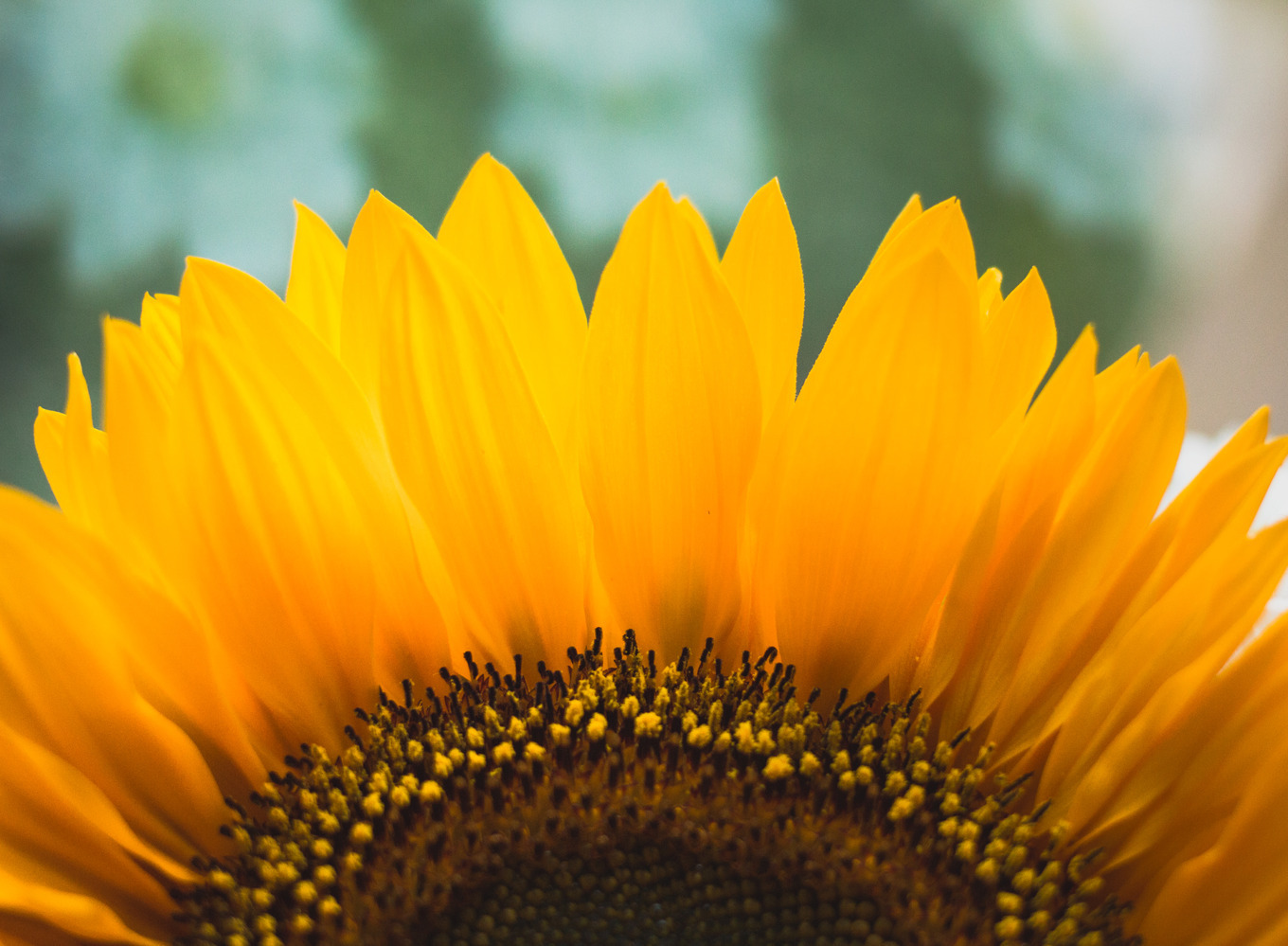 Sunflower in the sun containing sunflower, sun, and flower, a Nature ...