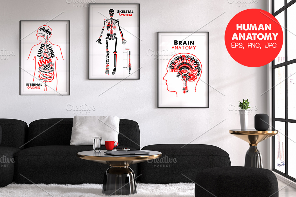 Human Anatomy Posters, an Education Illustration by Moloko88