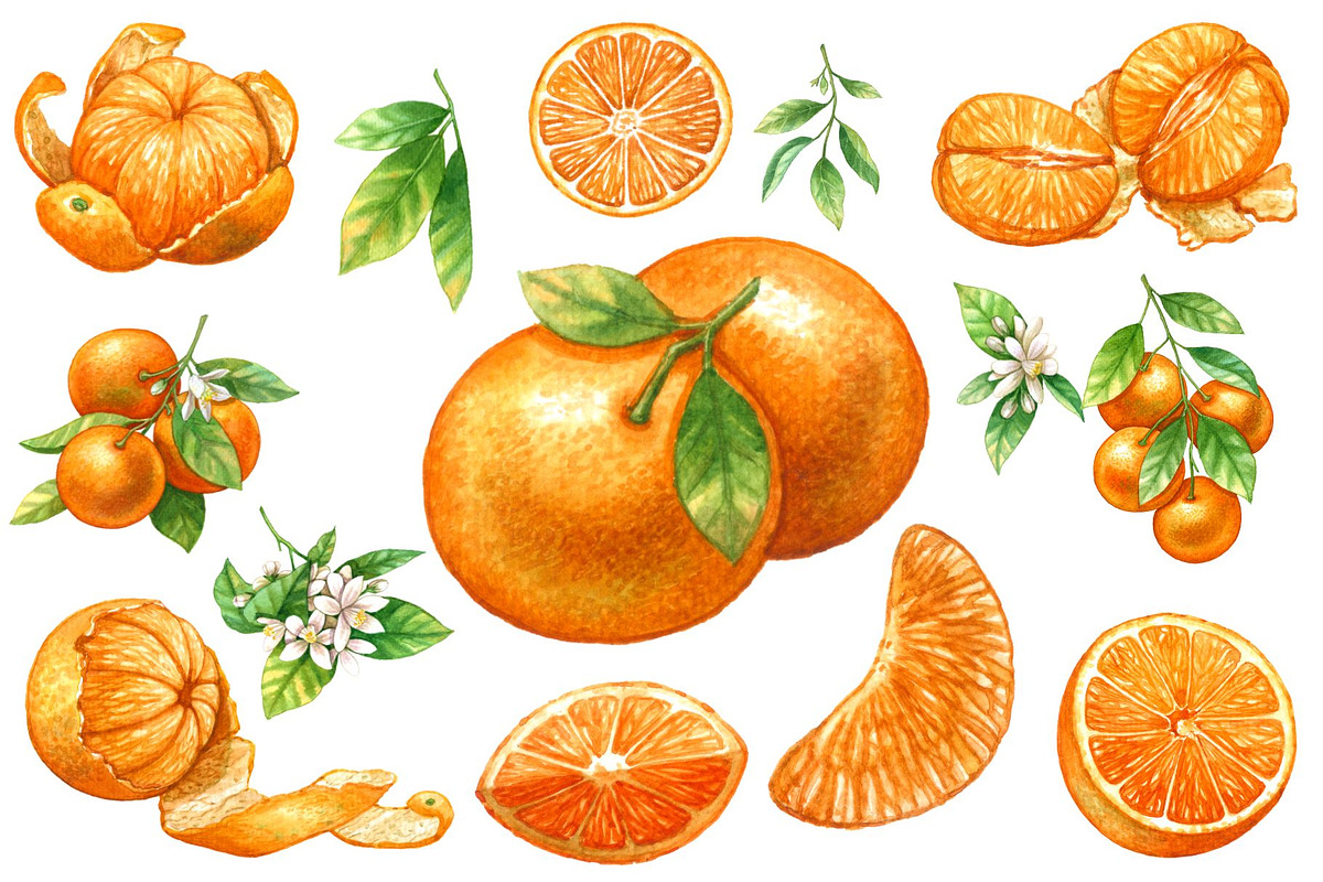 Watercolor orange fruit clipart, a Food Illustration by Stellalunarts ...