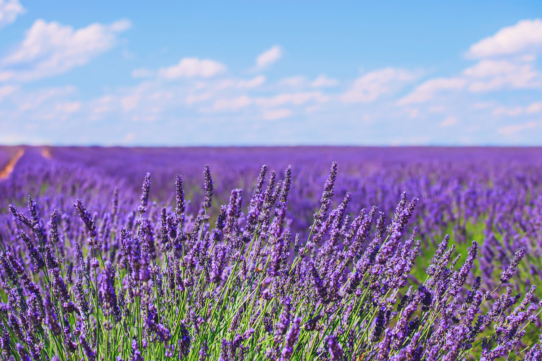 Lavender flowers blooming field featuring lavender, flower, and ...