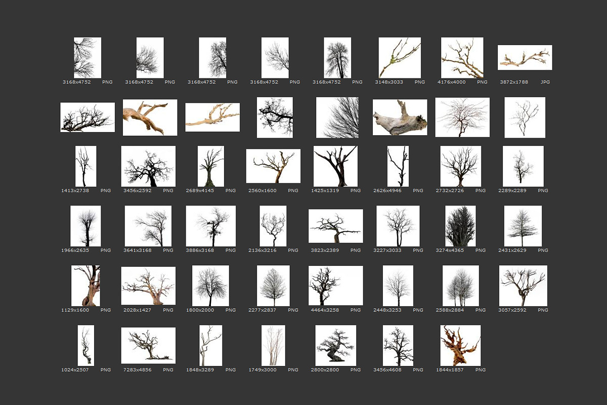 79 Bare Tree Photo Overlays, an Action Add-On by PhotoEffects.Store