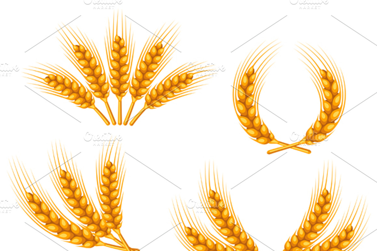 Design elements with wheat., an Object Graphic by incomible