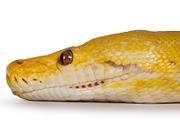 Reticulated python snake on white background, an Animal Photo by Cat ...
