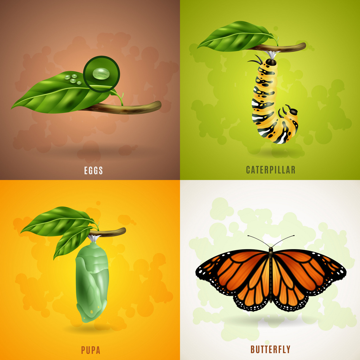 Butterfly realistic design set, an Icon by Macrovector | Creative Market