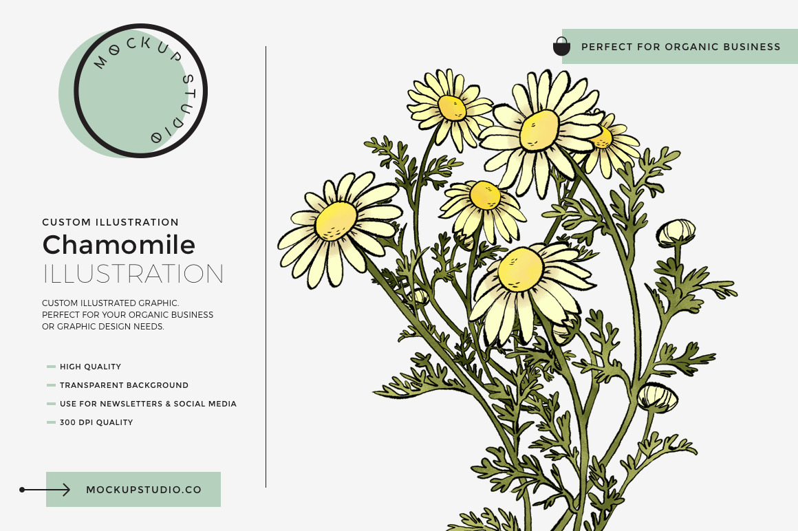 Chamomile Custom Illustration, an Illustration by Mockup Studio ...