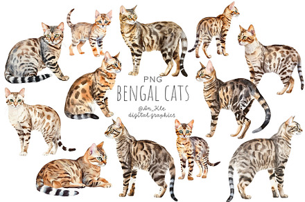 Cute Cats Clipart - Feline Animal | Creative Market