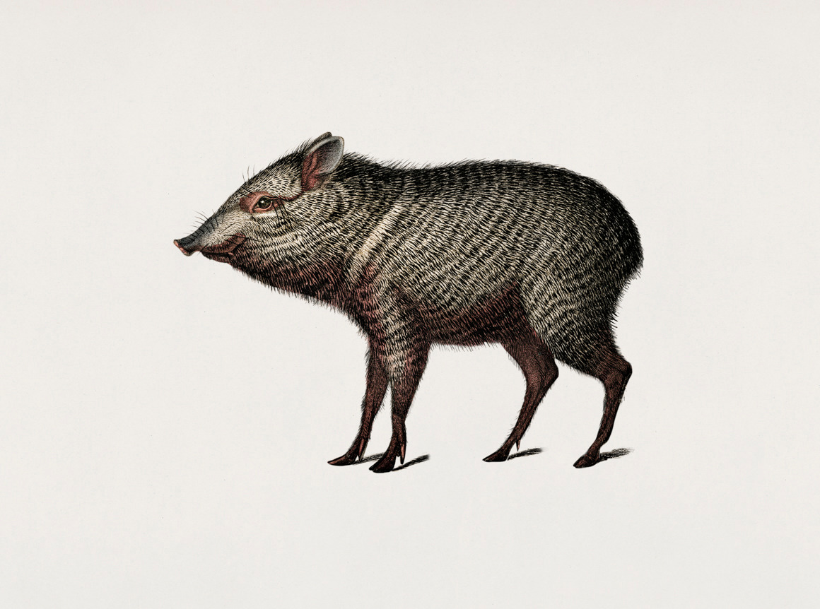 Illustration of Pecari (PSD), an Animal Photo by rawpixel