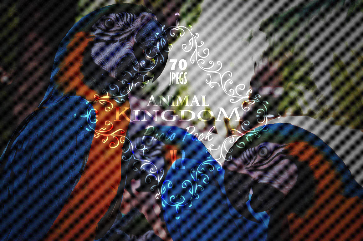 Animal Kingdom Photo Pack V2, an Animal Photo by LuisFaus