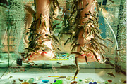 Fish Spa pedicure Rufa Garra, a Health & Medical Photo by darksoul72