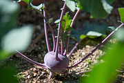 Alien vegetable - Purple Kohlrabi, a Food & Drink Photo by Jacq Design