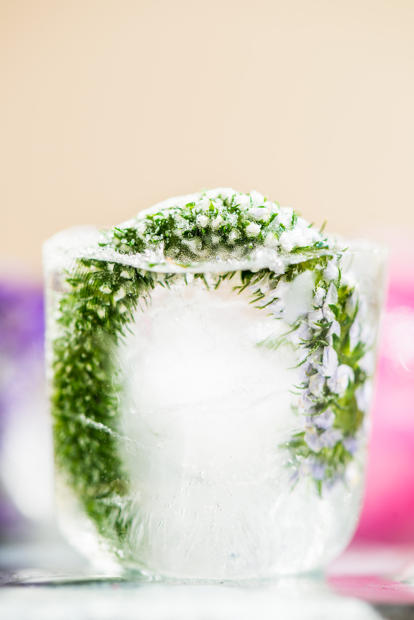 Frozen flowers in ice cubes featuring frozen, flower, and ice cubes, a ...