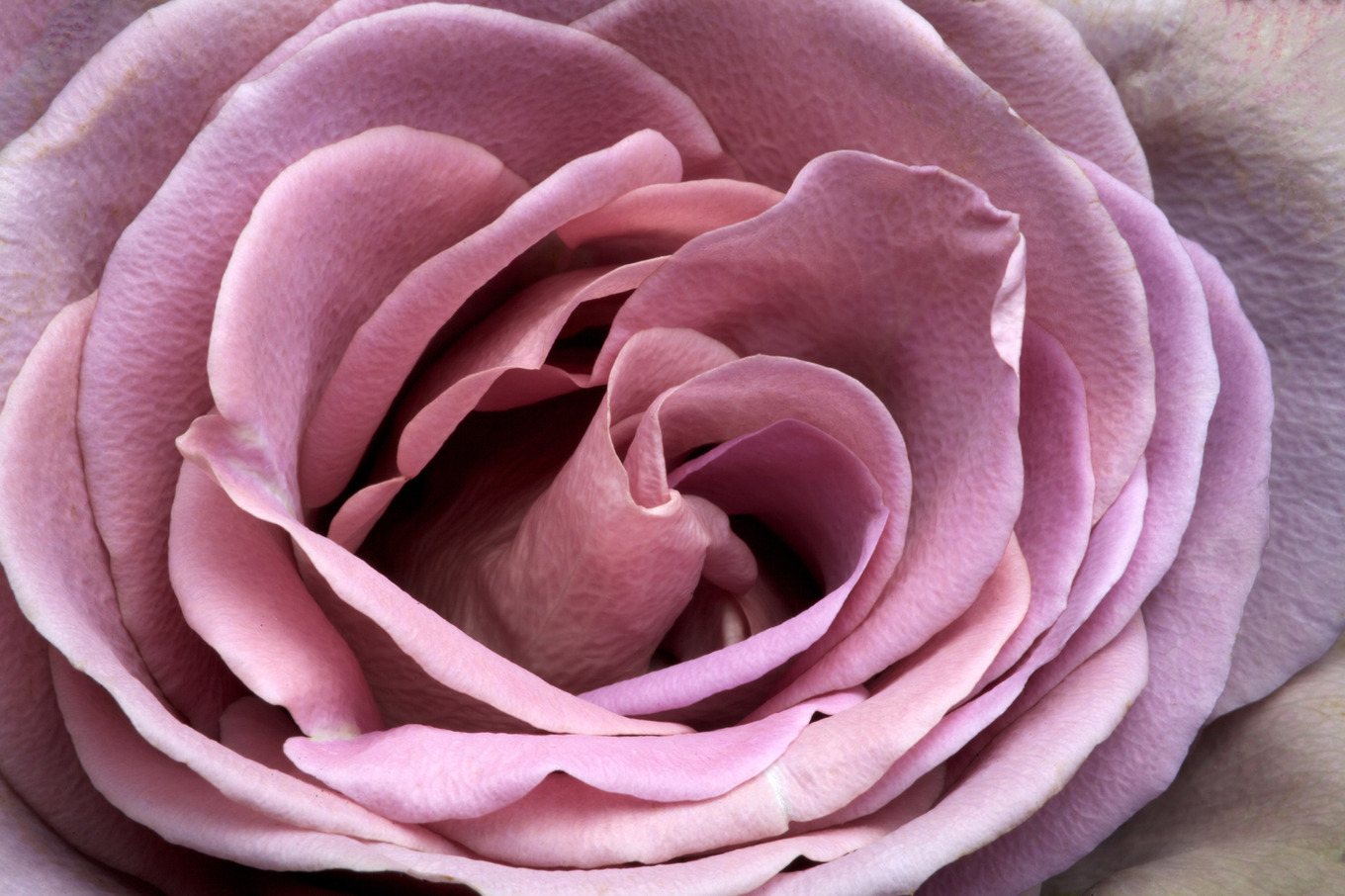 Purple close up rose, a Nature Photo by vetre.antanaviciute
