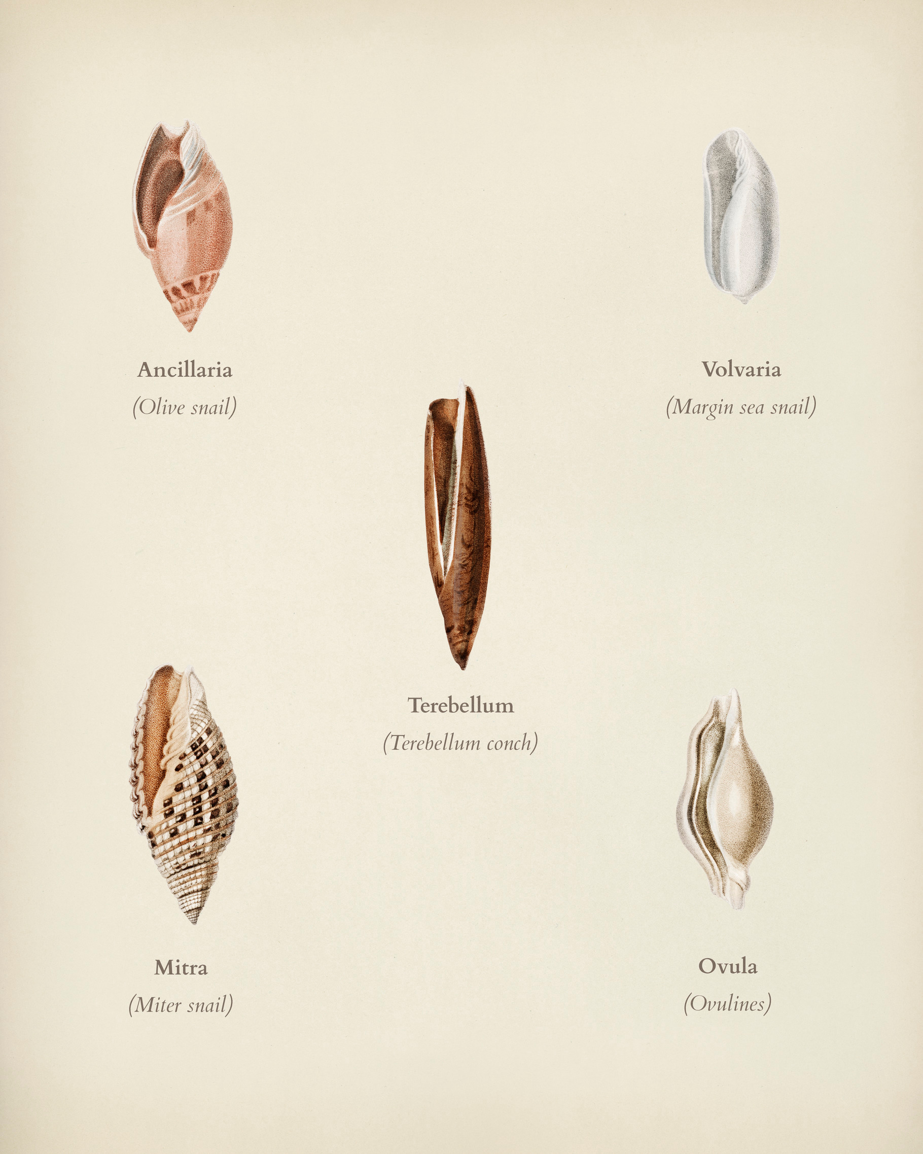 Different types of mollusks, a Photo by rawpixel
