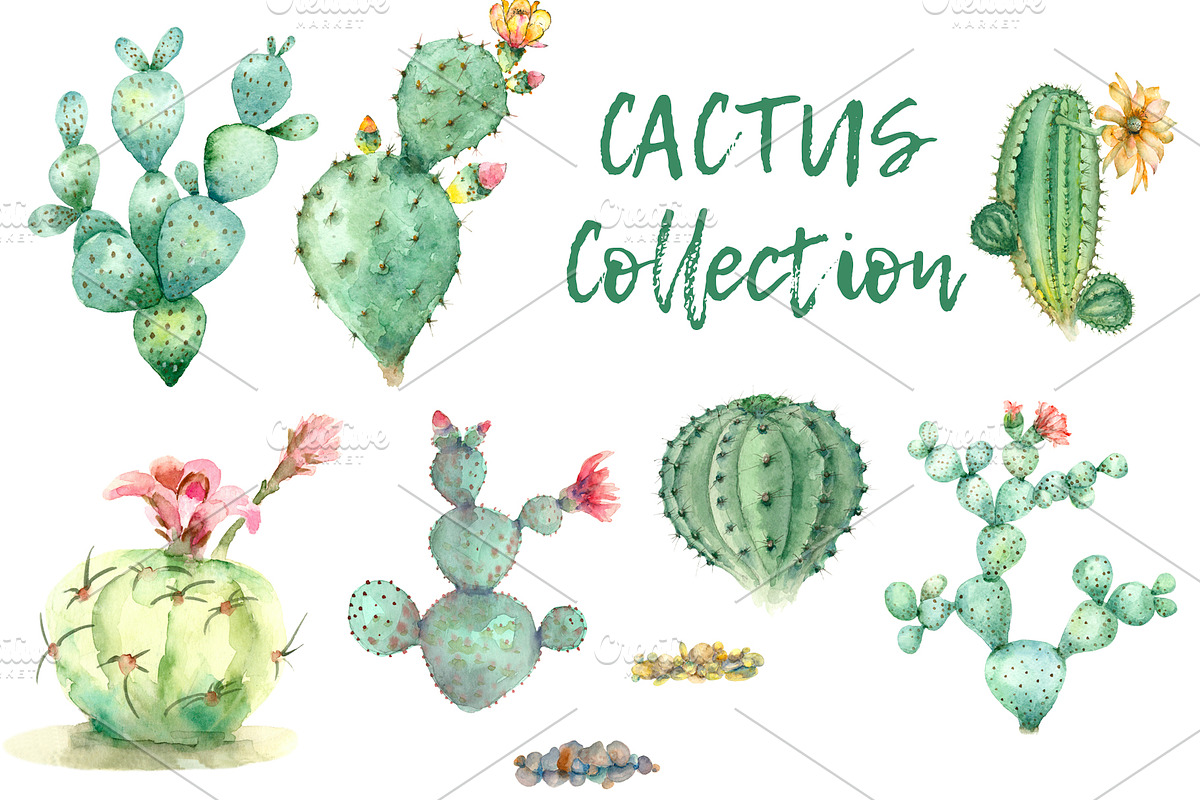 Succulent and Cactus collection, an Illustration by IvanFet