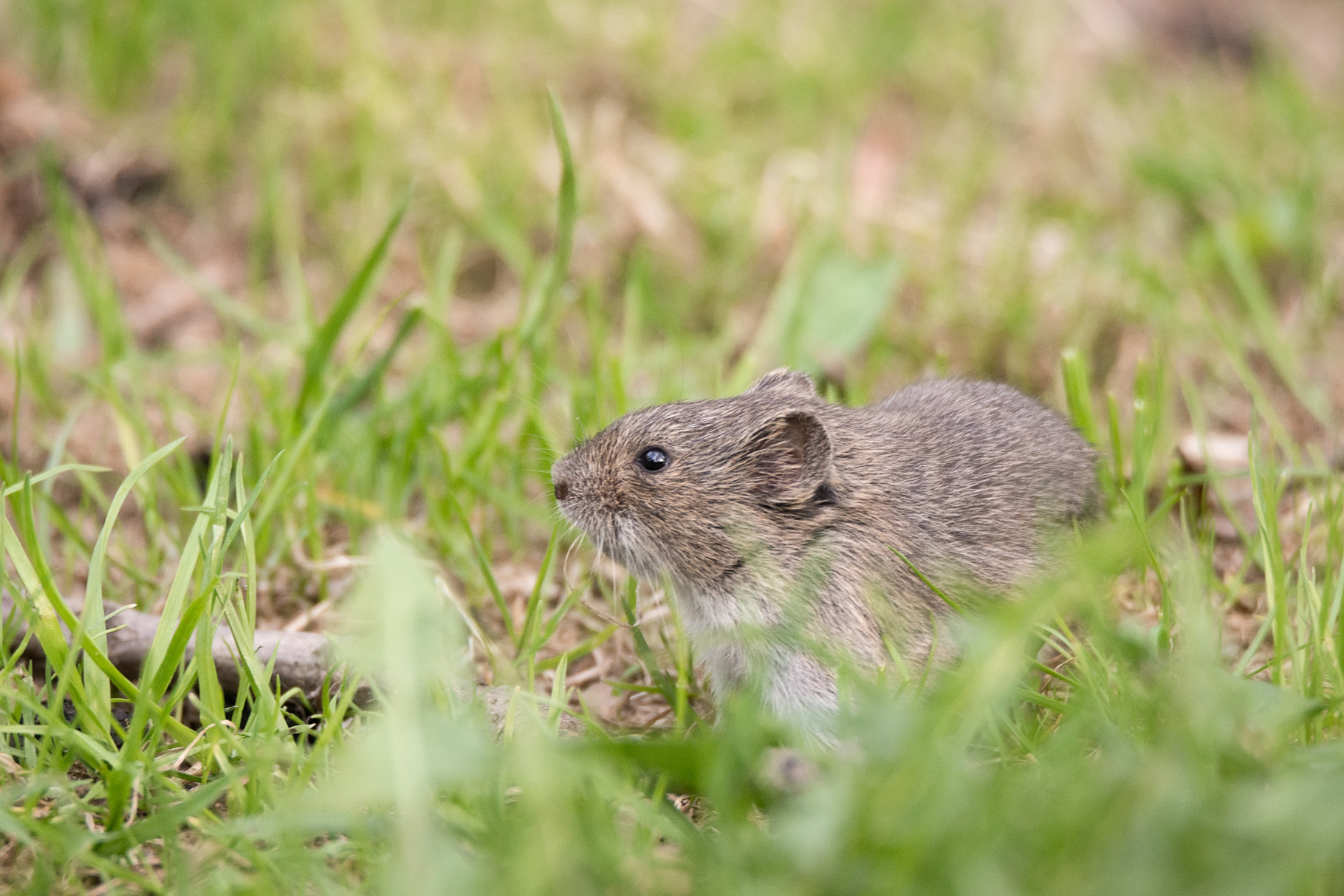 The striped field mouse featuring park, mouse, and animal, an Animal ...