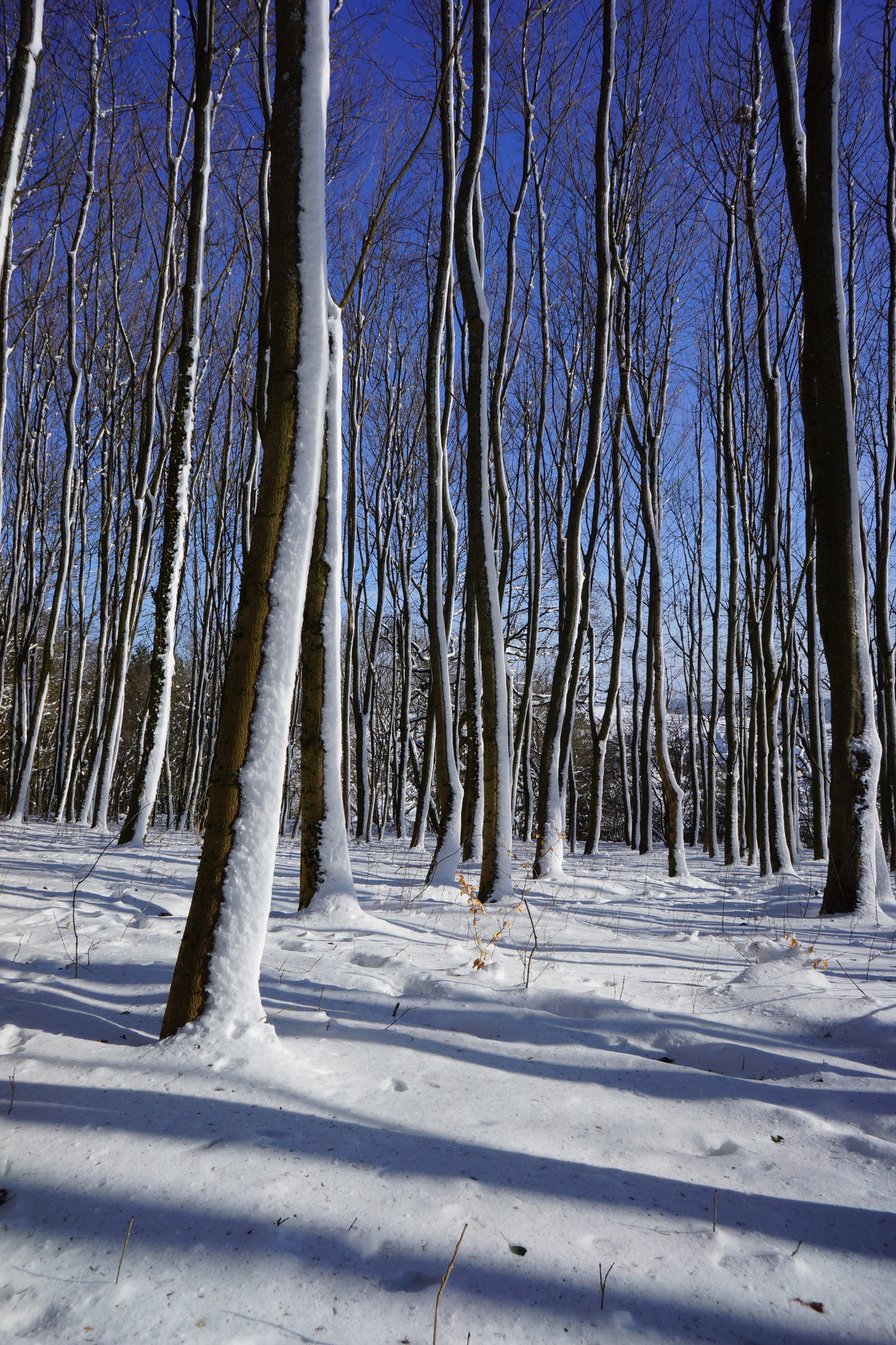 Snow forest featuring nature, winter, and weather, a Nature Photo by ...