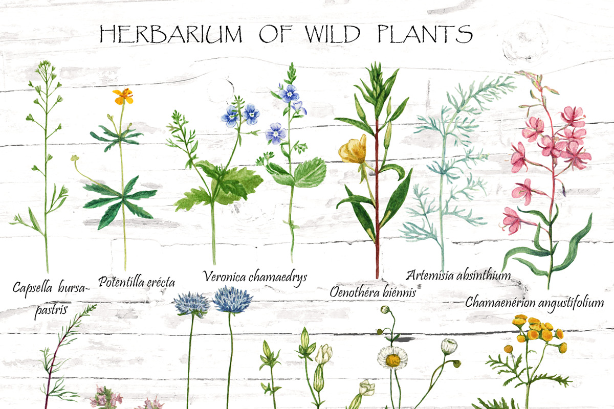 Big collection of wild flora, an Object Graphic by Robusta