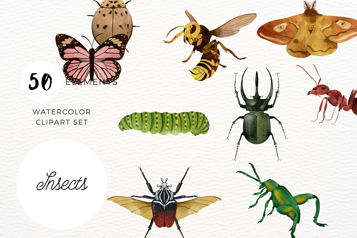 Watercolor Insects Clipart Set, an Education Illustration by ArtbyHien