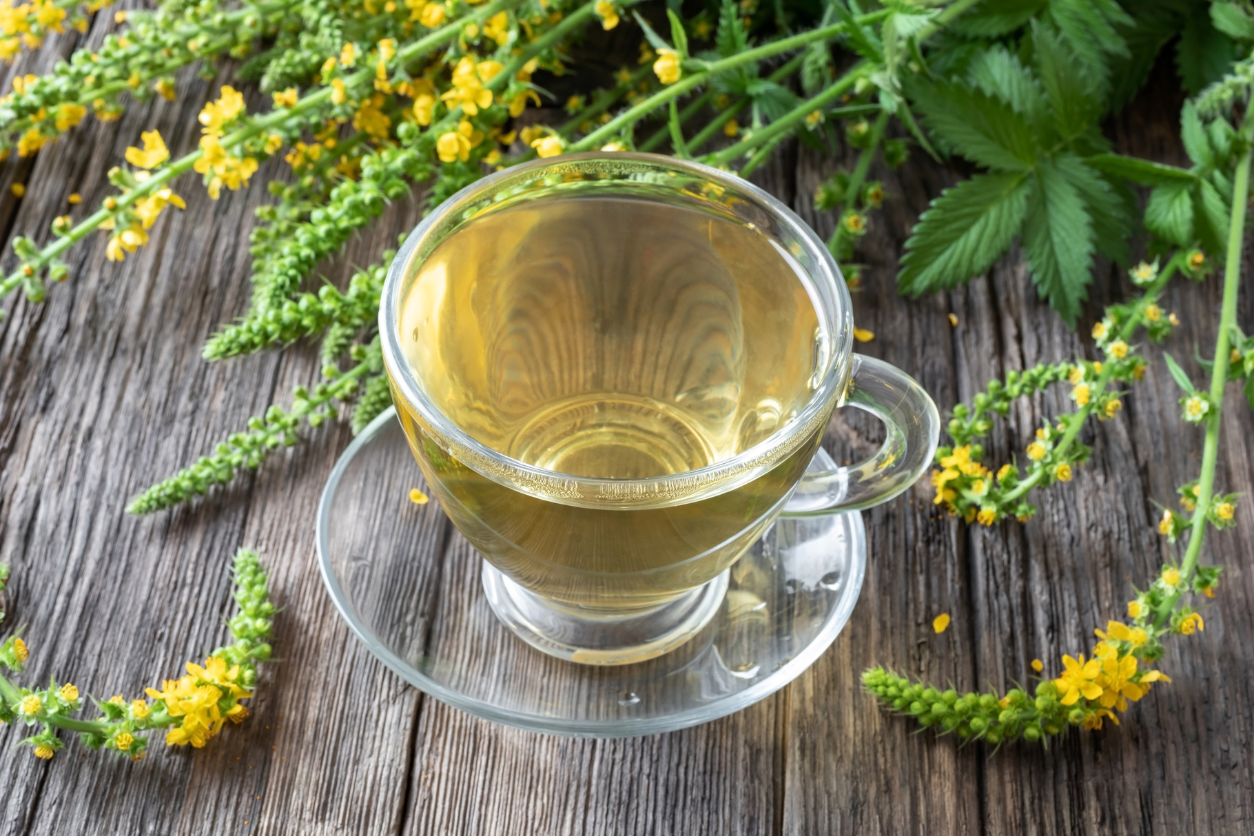 A cup of agrimony tea with blooming featuring agrimony, tea, and ...