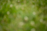 GreenGrass blurred backgrounds, a Texture Graphic by Punto Photo