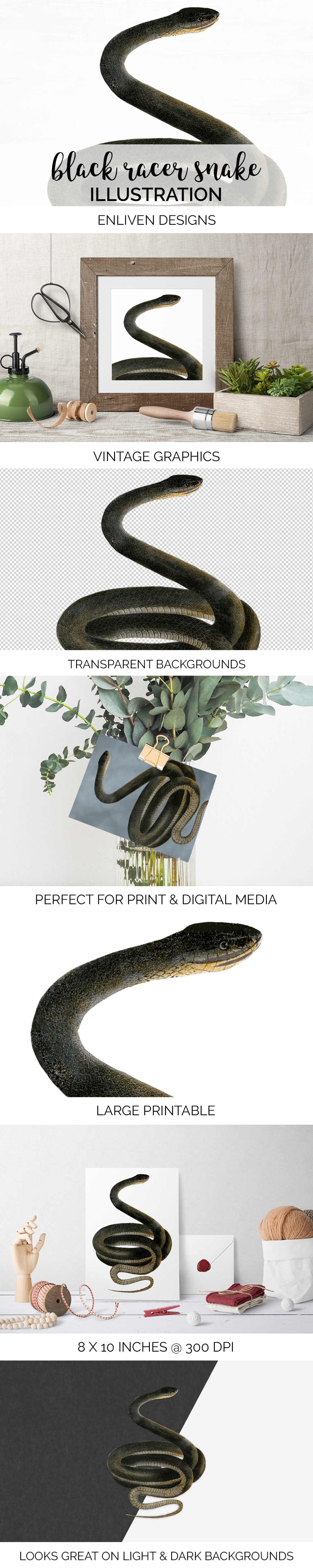 Snake Black Racer Vintage Watercolor, an Animal Illustration by Enliven ...