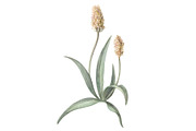 Blond Psyllium Plant Illustration, a Healthcare Illustration by Anna ...