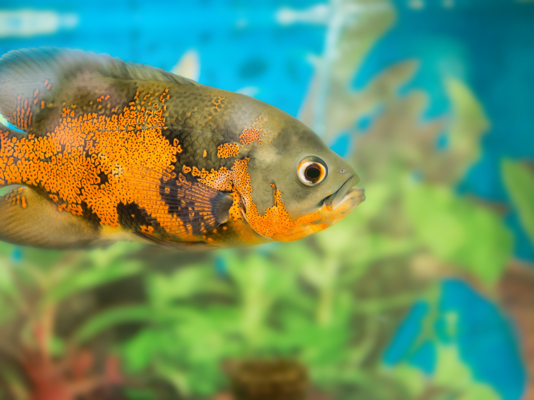 Bright oscar fish featuring marble, nature, and south, an Animal Photo ...