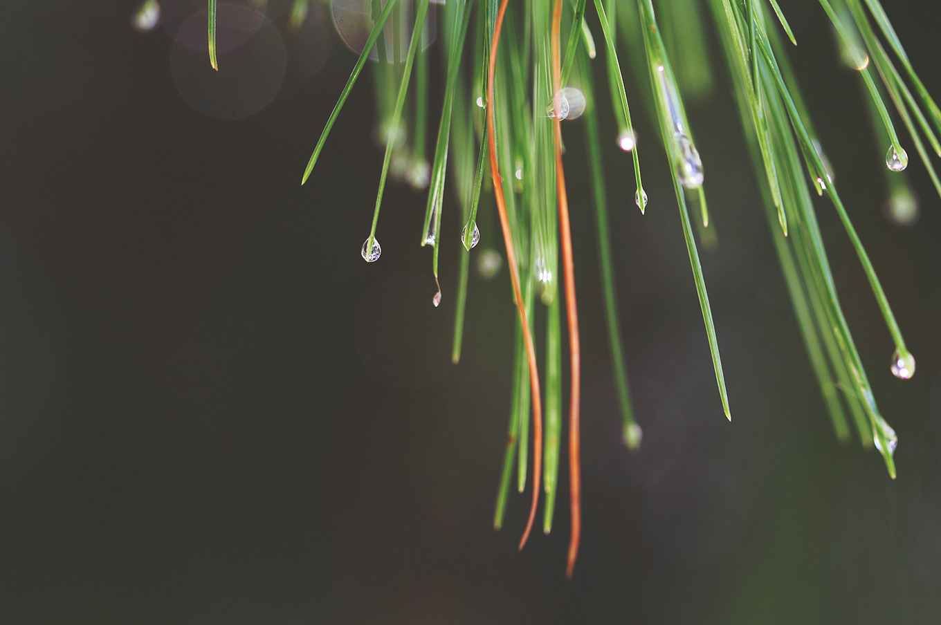 Drops of bright rain, a Nature Photo by Maria Dattola Photography